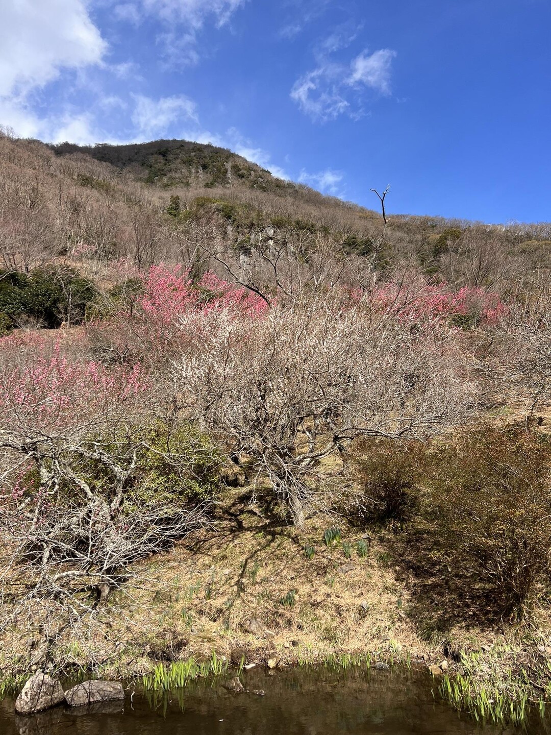 幕山 / aurelieさんの幕山・南郷山の活動データ | YAMAP / ヤマップ