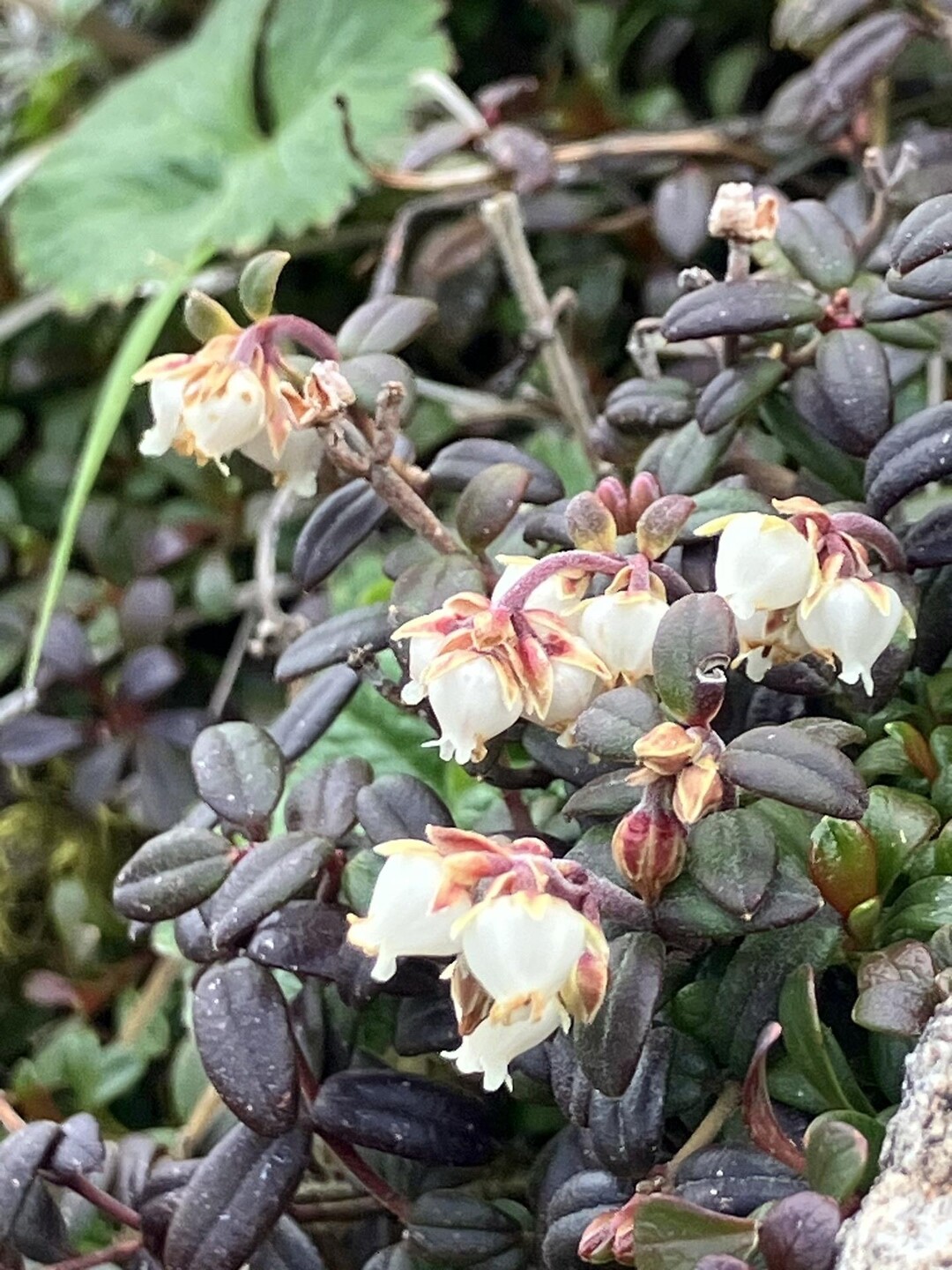 秋田駒ヶ岳山開き 頂上付近で雷後雨 / Haruさんの秋田駒ヶ岳・男女岳・貝吹岳の活動データ | YAMAP / ヤマップ