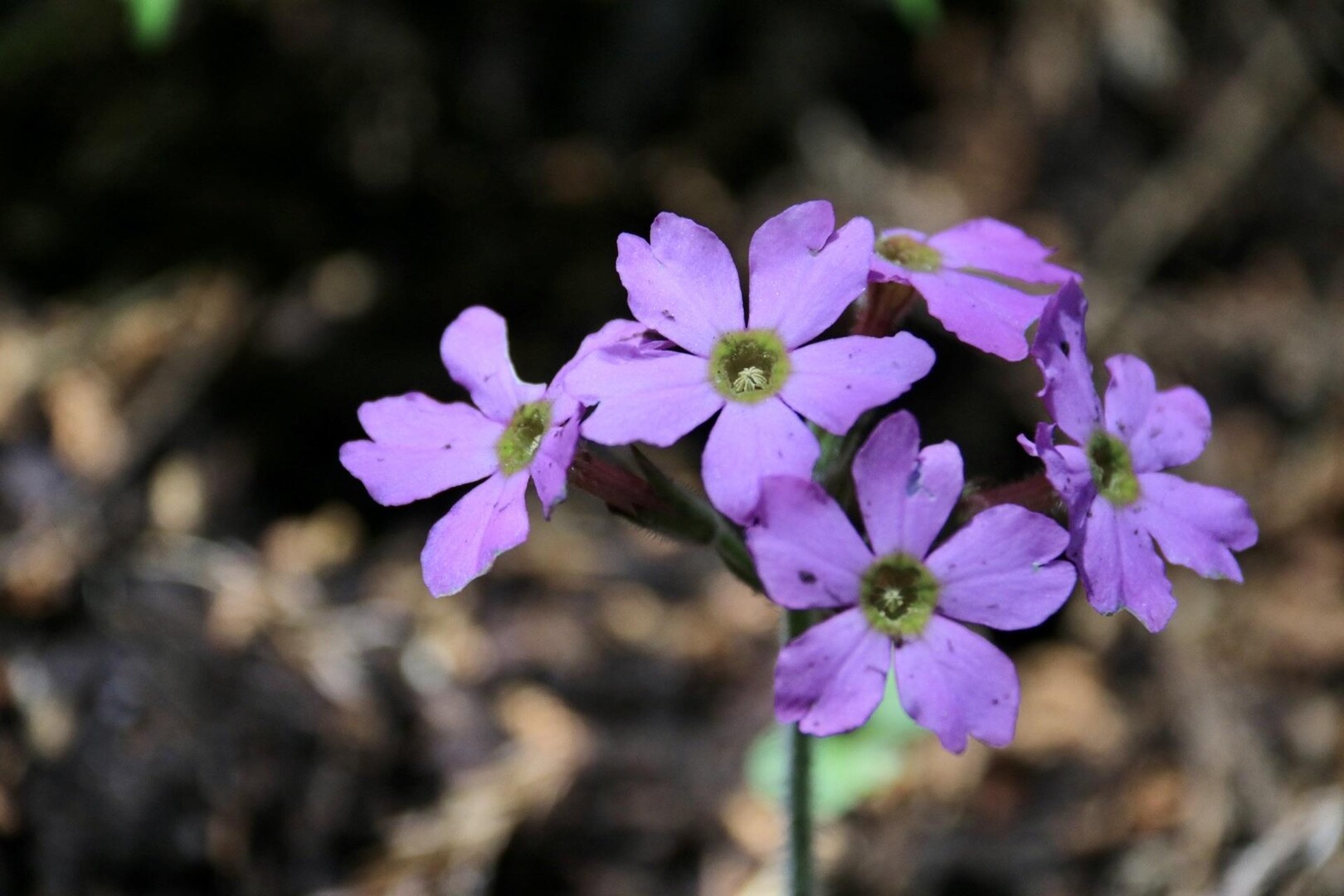 鳴神山（桐生岳） / konさんの鳴神山・吾妻山の活動データ | YAMAP / ヤマップ
