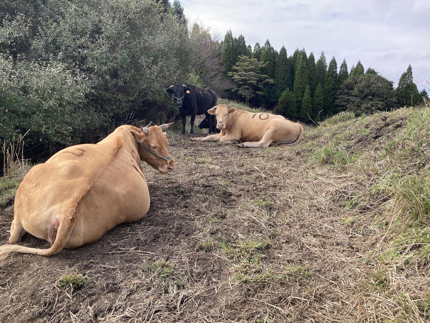 妻子ヶ鼻のモーモー女子会 / Non-dayさんの阿蘇山・高岳・根子岳の活動データ | YAMAP / ヤマップ