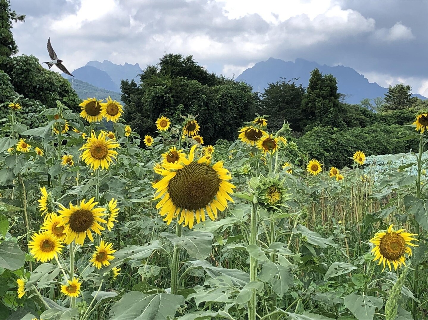 山には行けなかったけど、片道30分ドライ... / cocoaさんのモーメント | YAMAP / ヤマップ