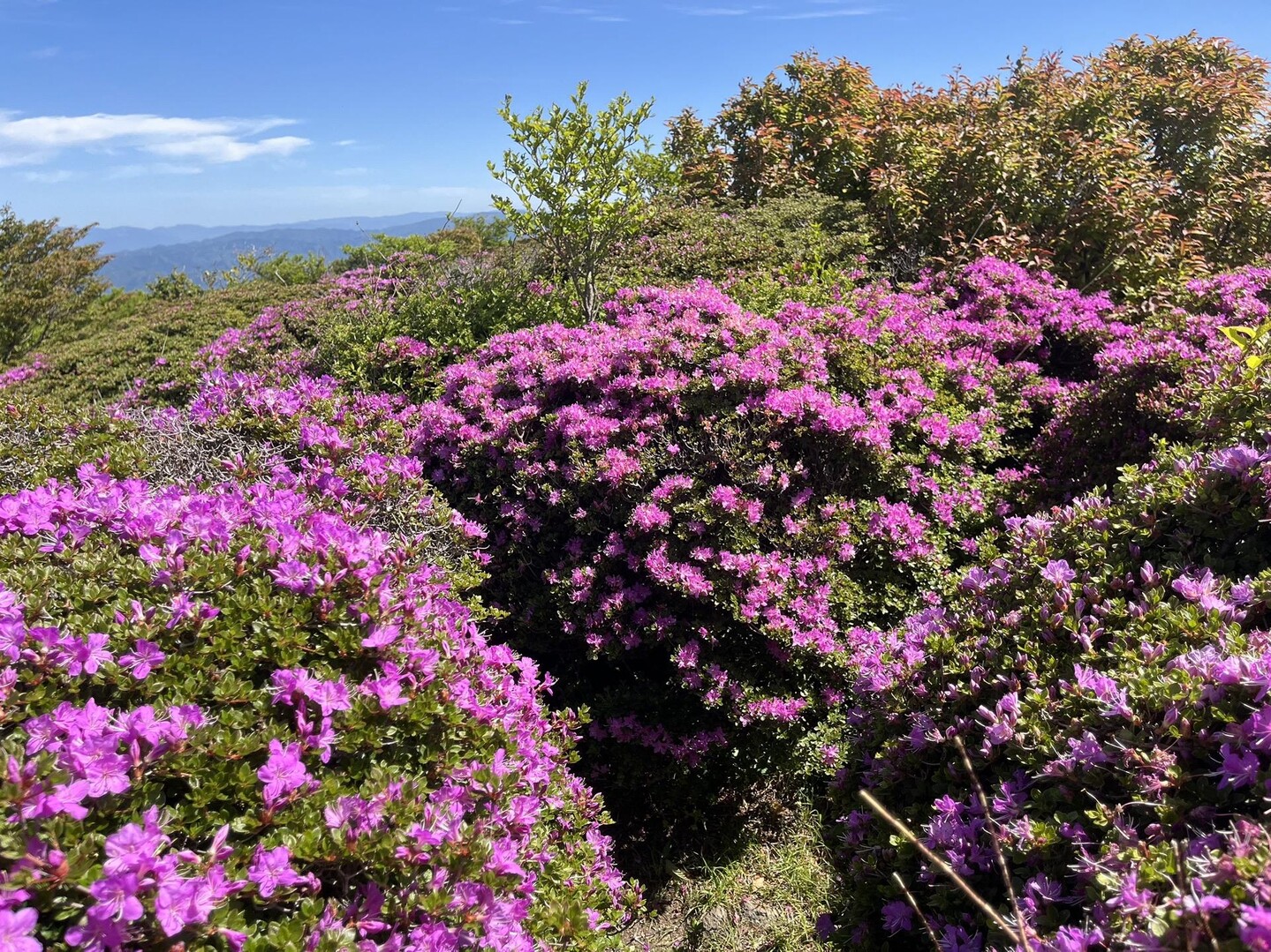 大幡山 / Naoさんの霧島山・韓国岳・高千穂峰・夷守岳・烏帽子岳の活動データ | YAMAP / ヤマップ