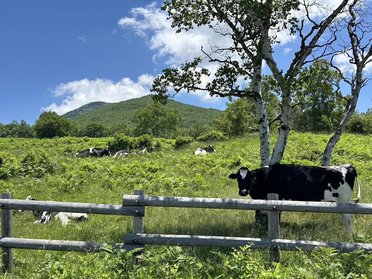根子岳・四阿山・中四阿・小四阿 / kaizaさんの四阿山・根子岳の活動データ | YAMAP / ヤマップ