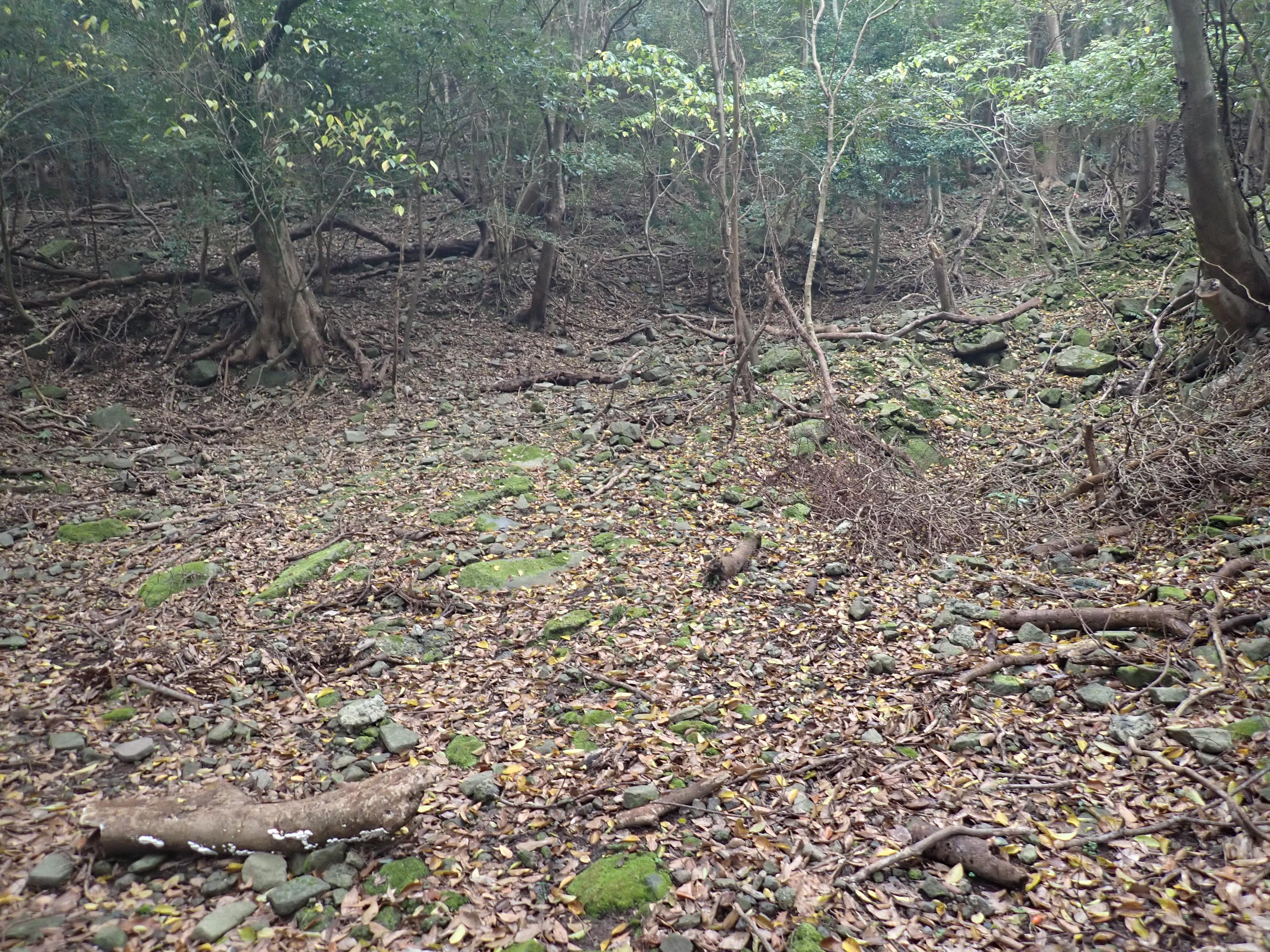 S.nekoさんの投稿したフィールドメモ | YAMAP / ヤマップ