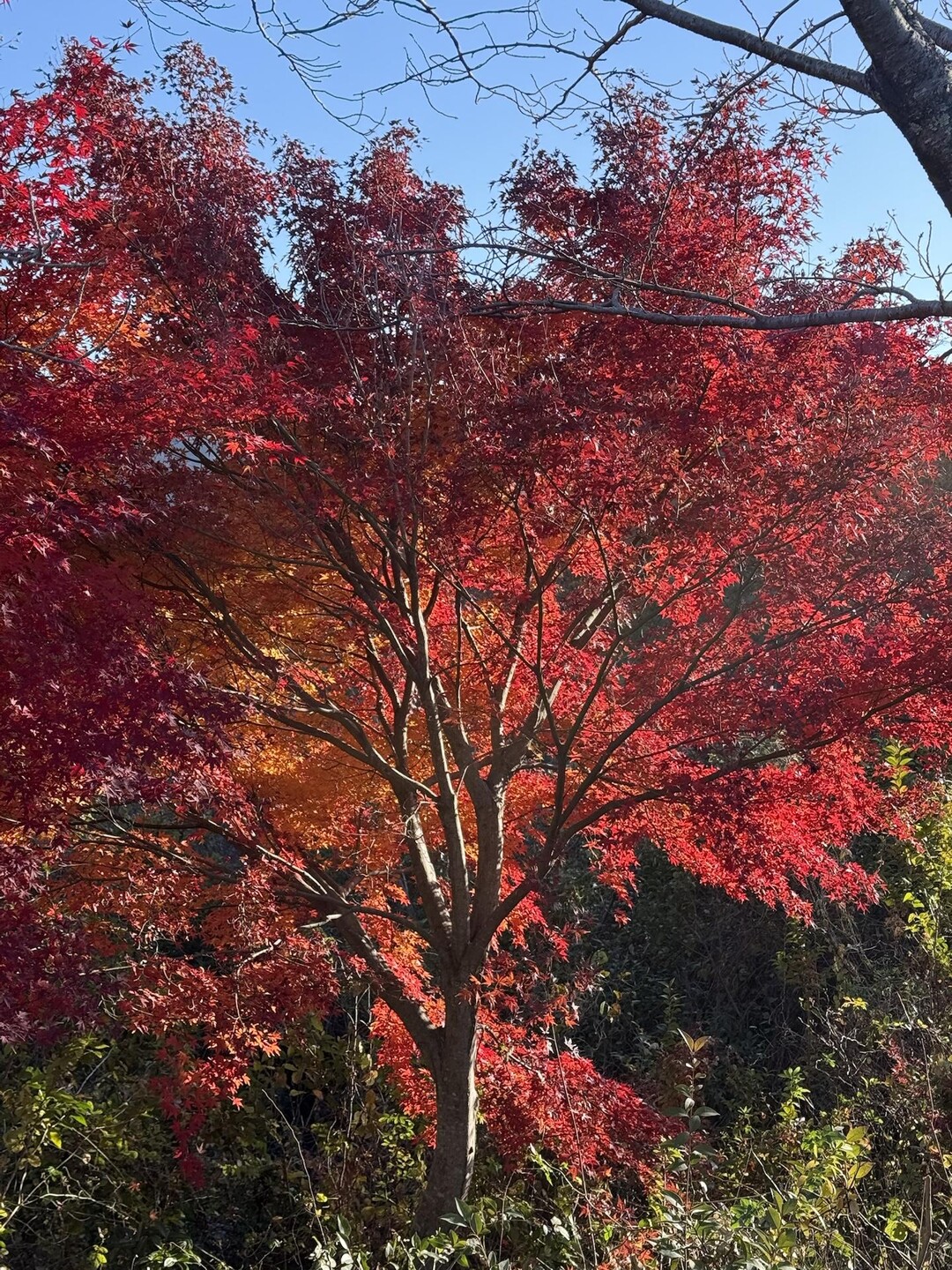 星田連山Part2 18座/60座でなんちゃってコンプリート🥳 / kooさんの交野山・国見山の活動データ | YAMAP / ヤマップ