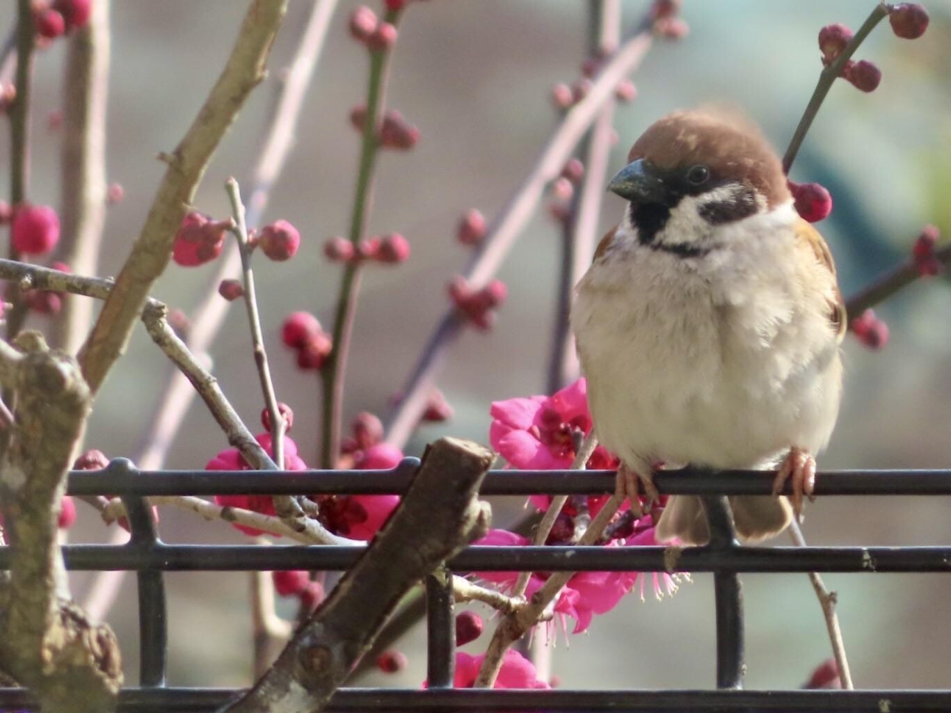 自宅の窓から野鳥観察 第22弾 紅梅が... / otaksaさんのモーメント | YAMAP / ヤマップ