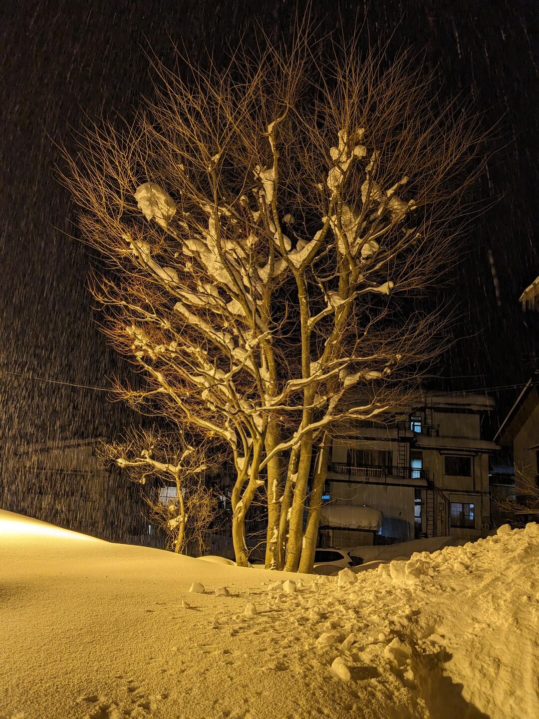 250117-野沢スキー（最終日） / TAZさんの毛無山の活動データ | YAMAP / ヤマップ