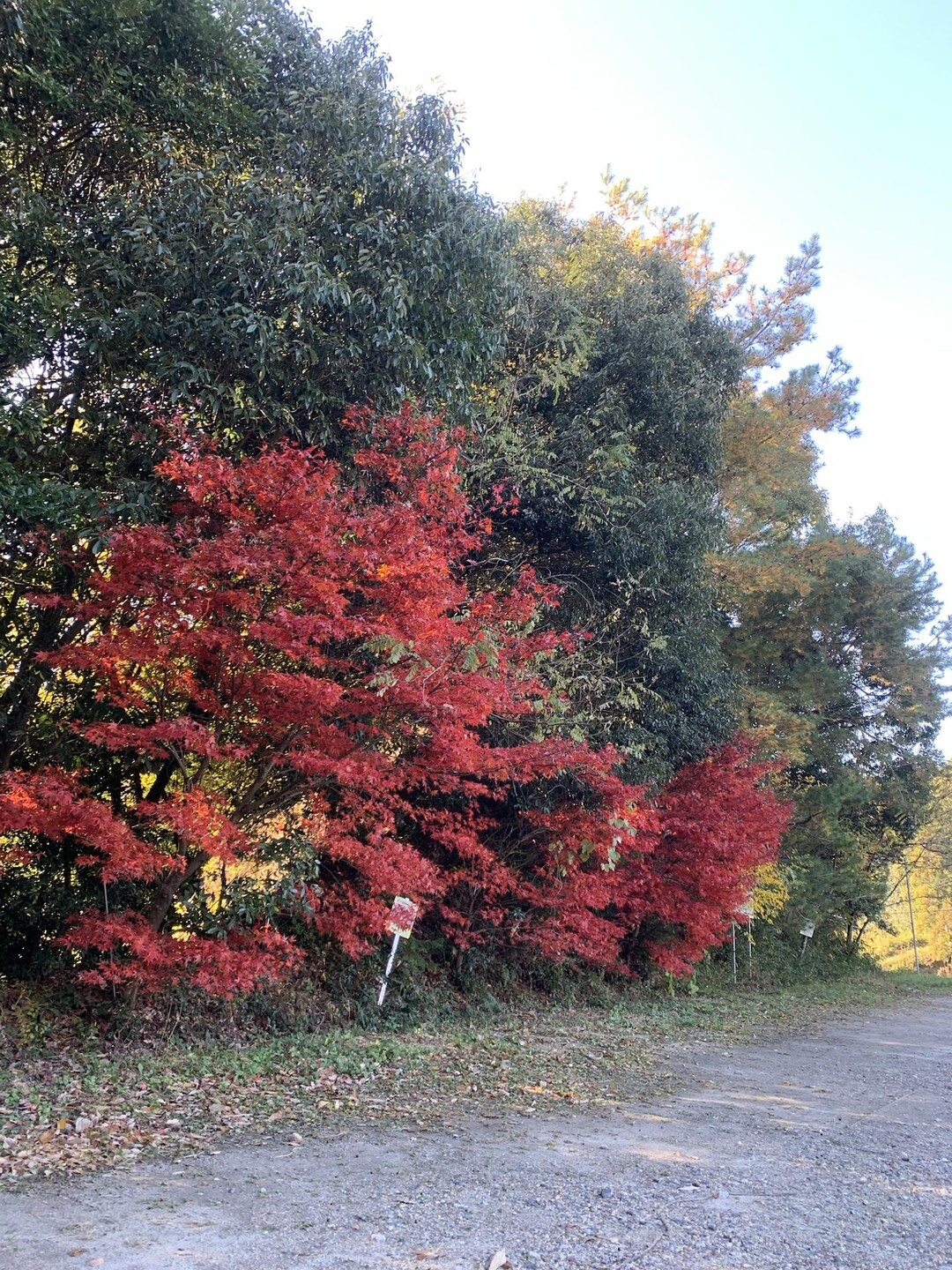 猿投山 / Ashさんの猿投山・物見山の活動データ | YAMAP / ヤマップ
