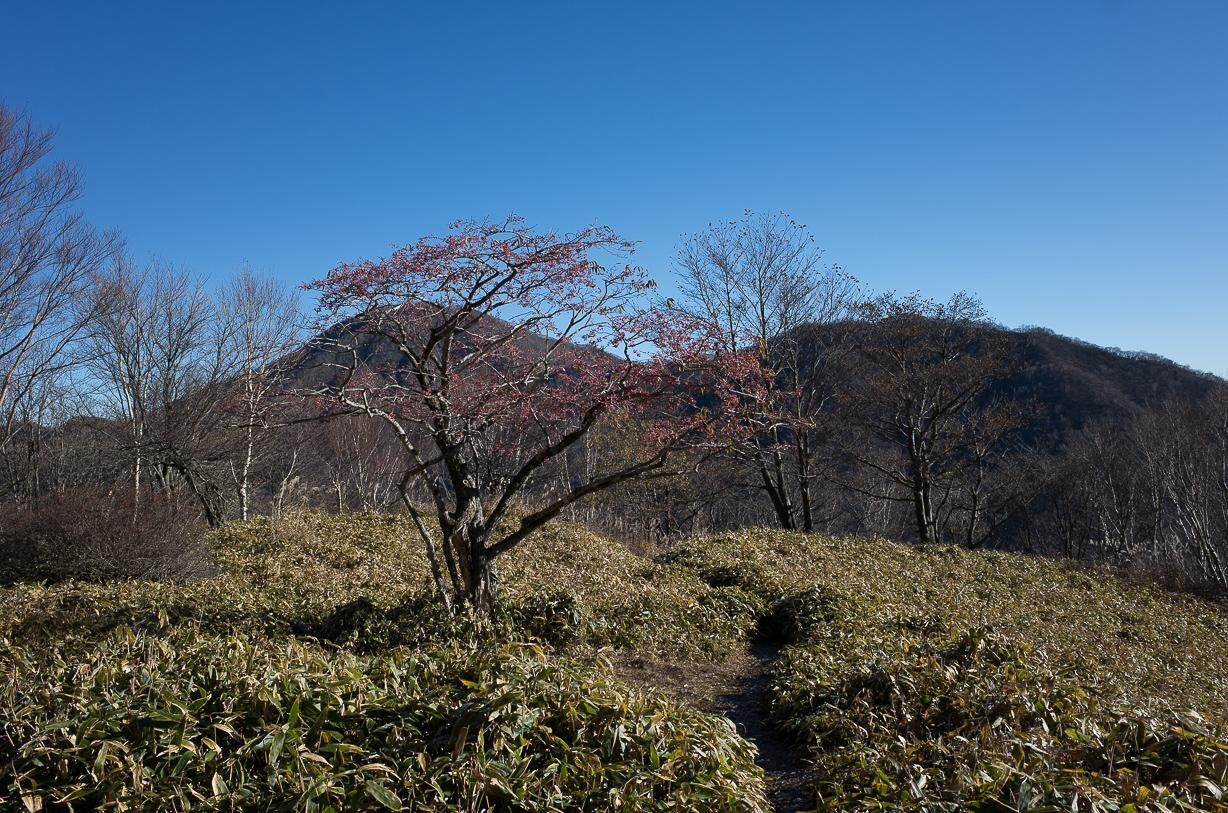 赤城山 / tomさんの赤城山・黒檜山・荒山の活動データ | YAMAP / ヤマップ