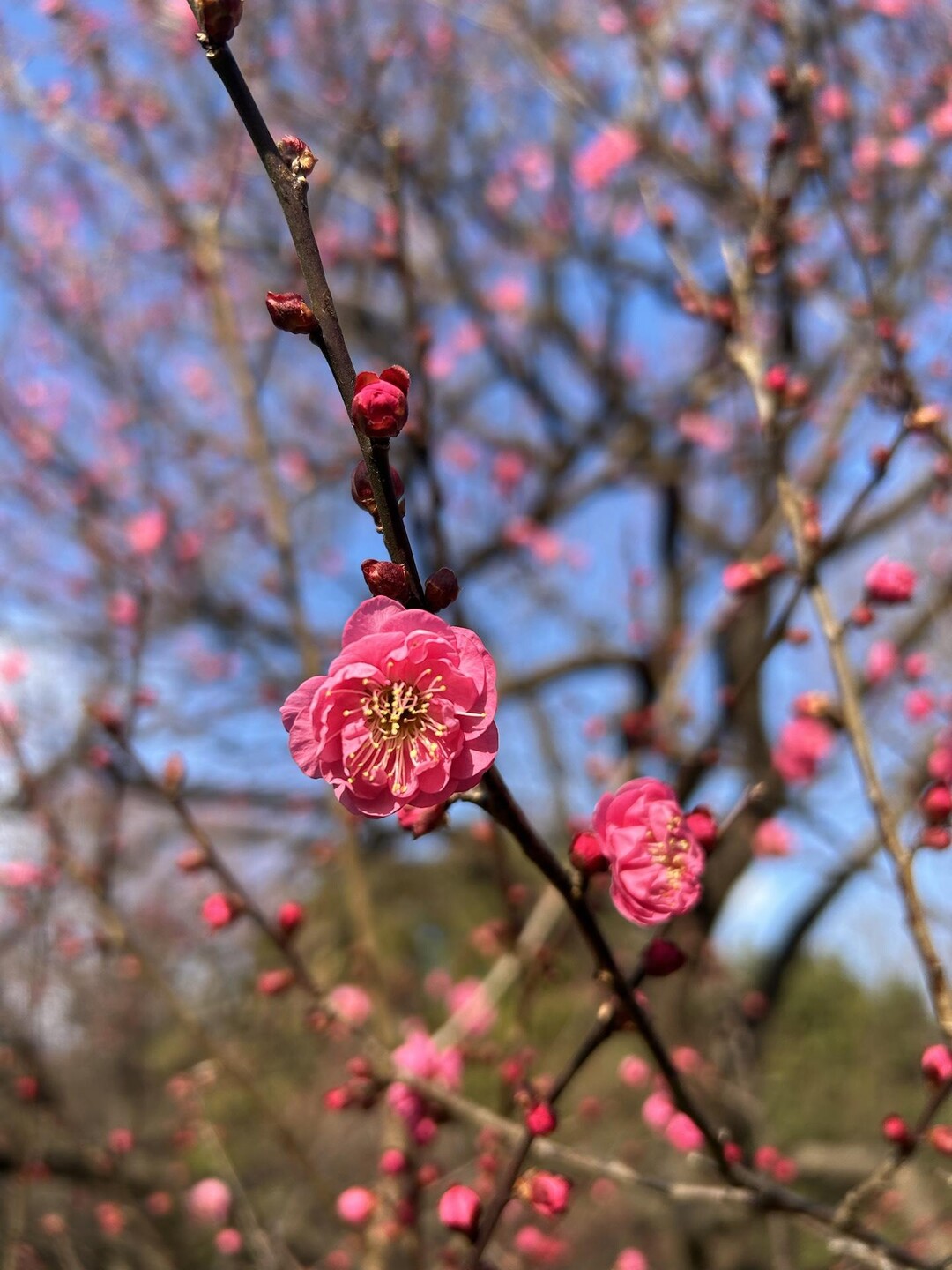 梅もちらほら🩷🤍 福寿草は一輪だけみ... / yukirin♡さんのモーメント | YAMAP / ヤマップ