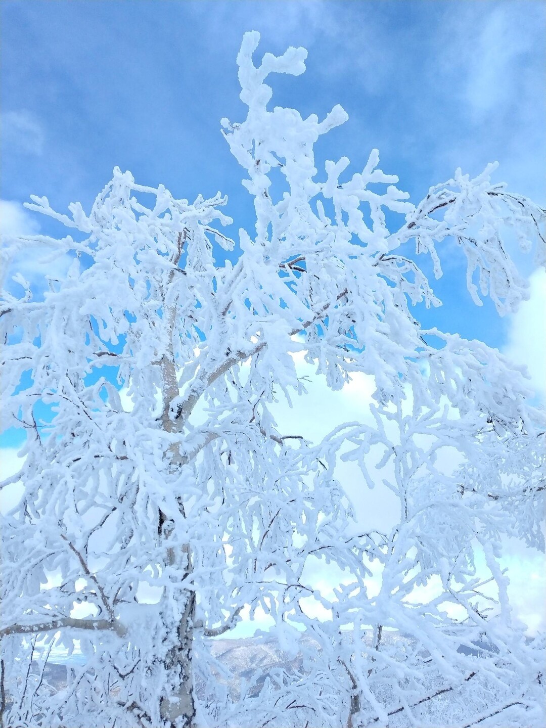 ホワイアウト朝里岳BC ～ソロッと苦戦 / TARIさんの余市岳・定山渓天狗岳の活動データ | YAMAP / ヤマップ