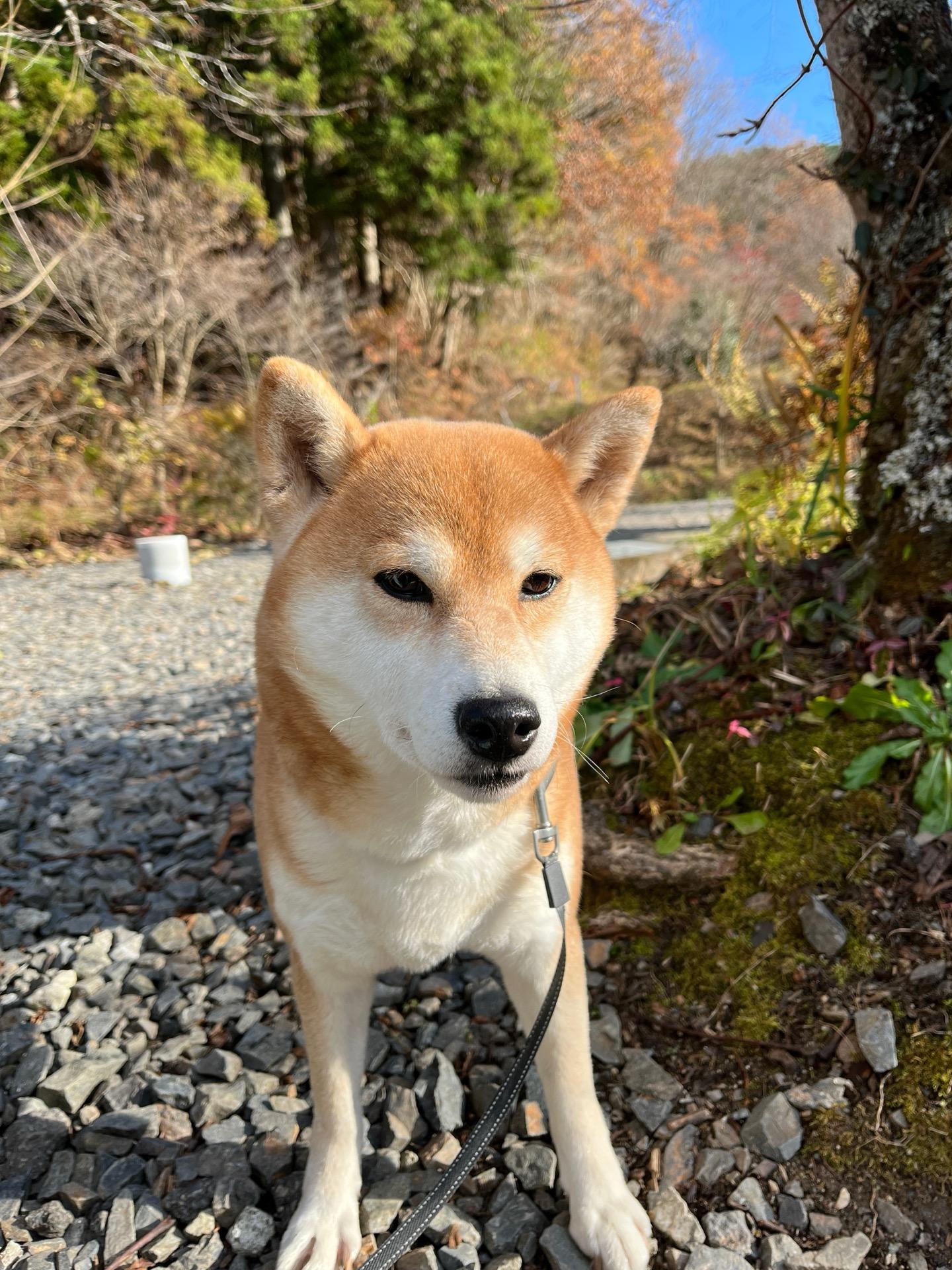 道の駅さとみ東金砂山・妙見山-2024-11-04 / さくらんぼさんの東金砂山・妙見山の活動データ | YAMAP / ヤマップ