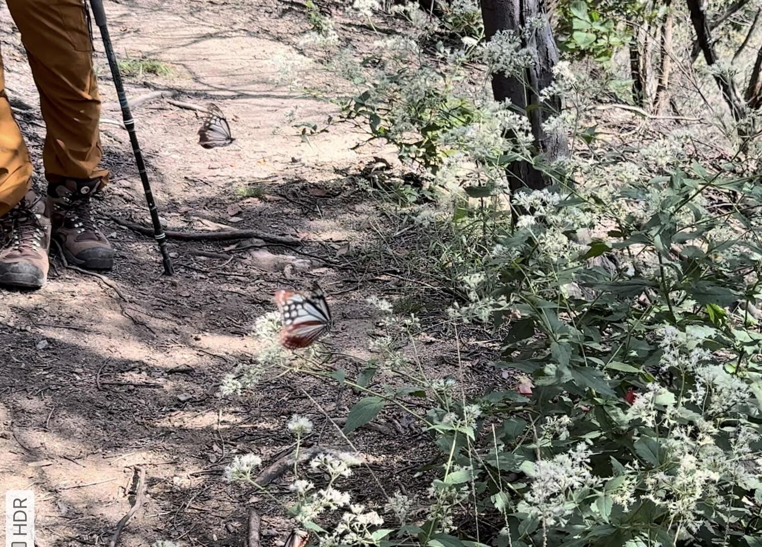 アサギマダラ乱舞・西尾茶臼山 / ともさんの茶臼山・万灯山の活動データ | YAMAP / ヤマップ