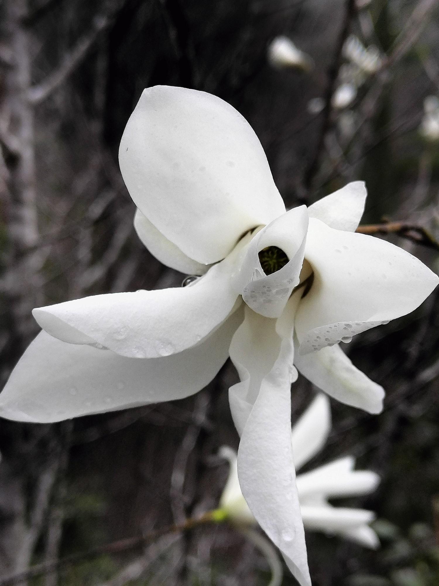 雨上がりタムシバ咲いたよ 28 / つくしさんの鬼ノ城（鬼城山）・実僧坊山・登龍山の活動データ | YAMAP / ヤマップ