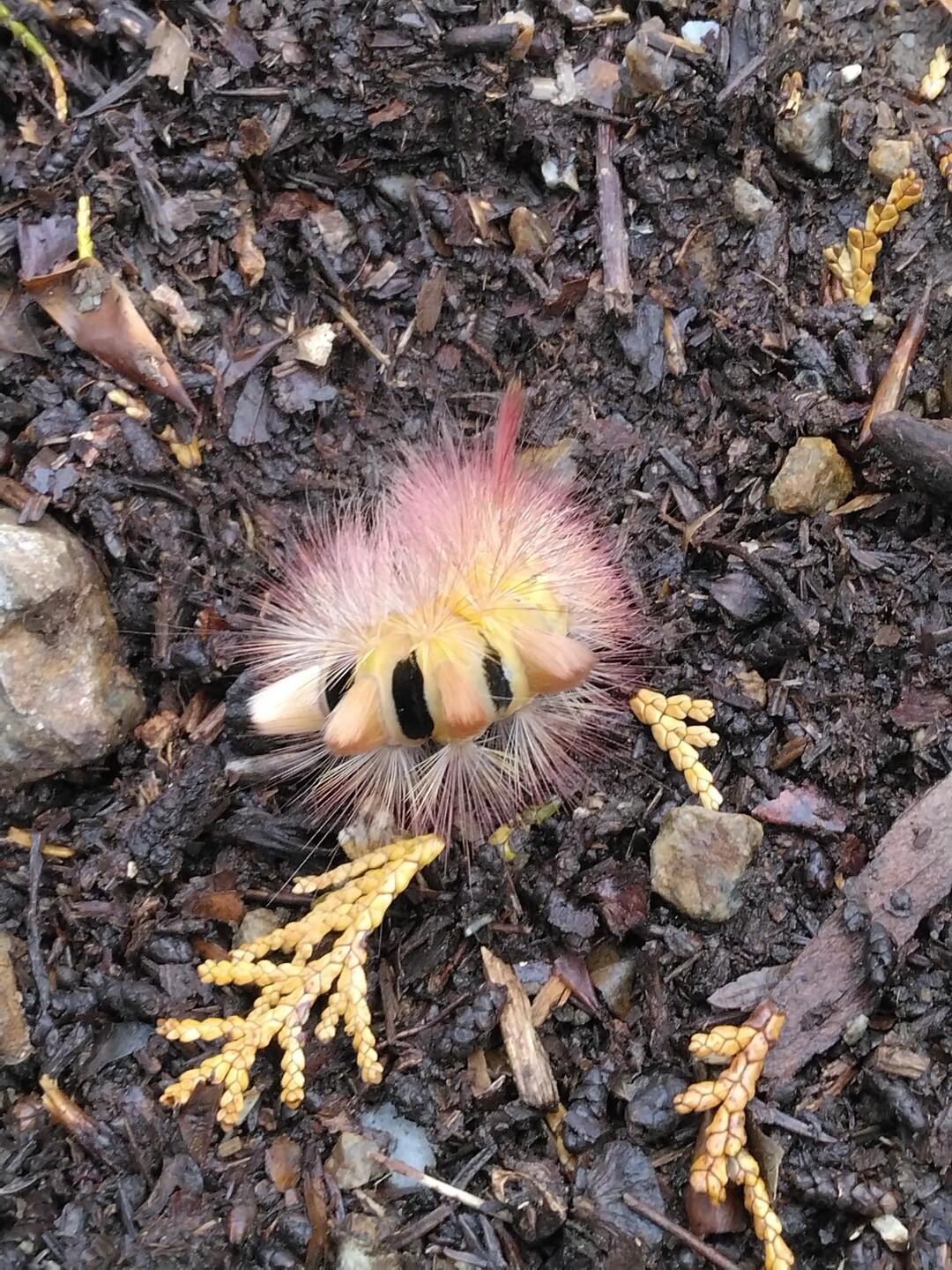 昨年に見たこれを探しに行くも。。、 / fifty fiftyさんの皆子山の活動データ | YAMAP / ヤマップ