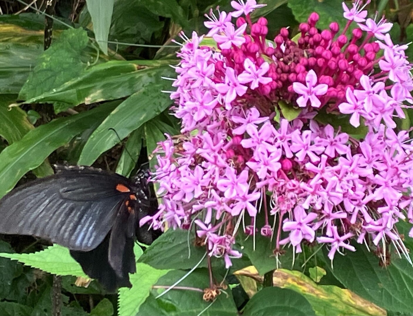 トレーニング 許斐山・尾立山・千歩山 / motomickyさんの許斐山の活動データ | YAMAP / ヤマップ