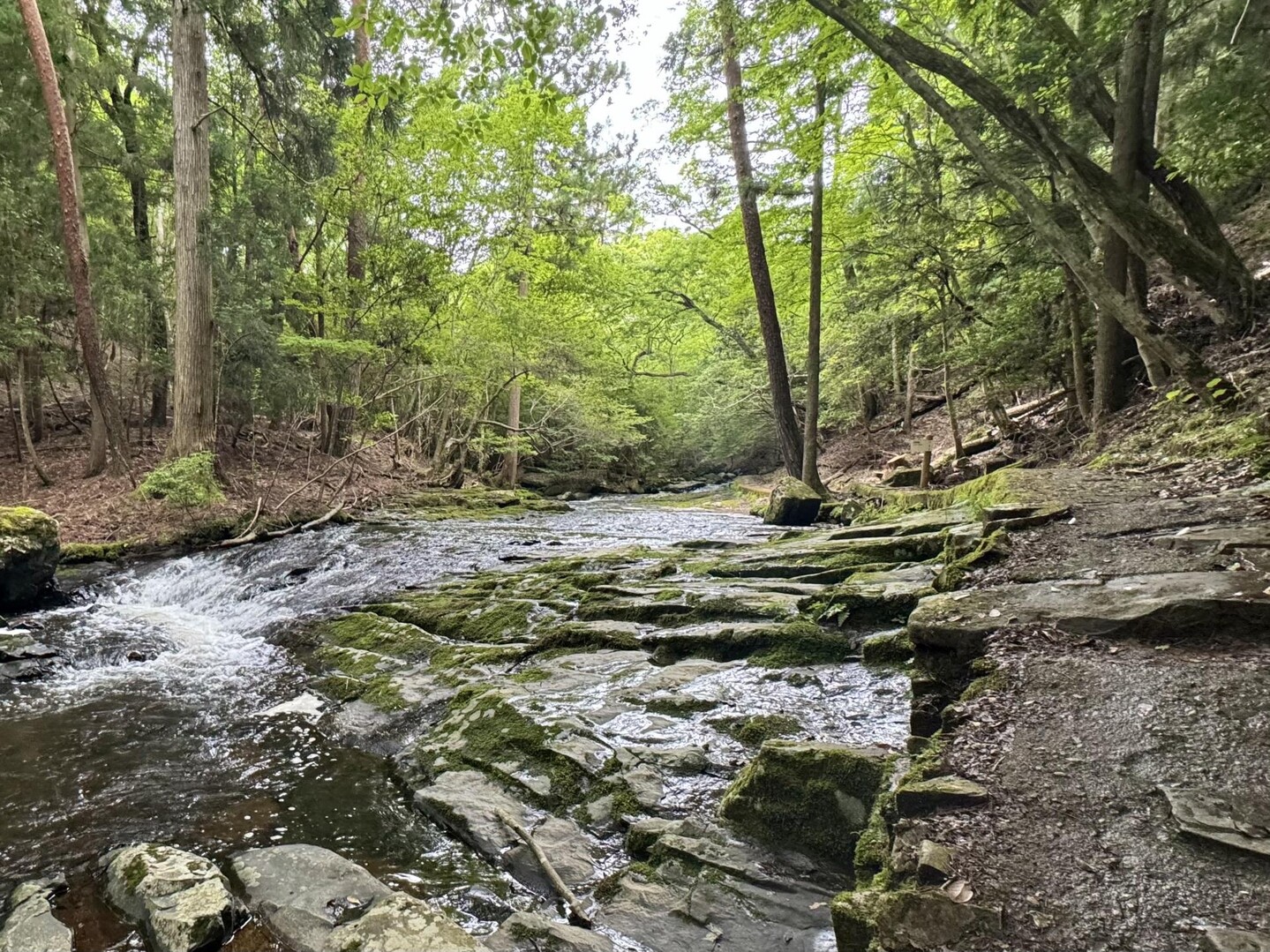るり渓 （深山・興山・掃雲峰） / T2さんの剣尾山・横尾山・行者山の活動データ | YAMAP / ヤマップ