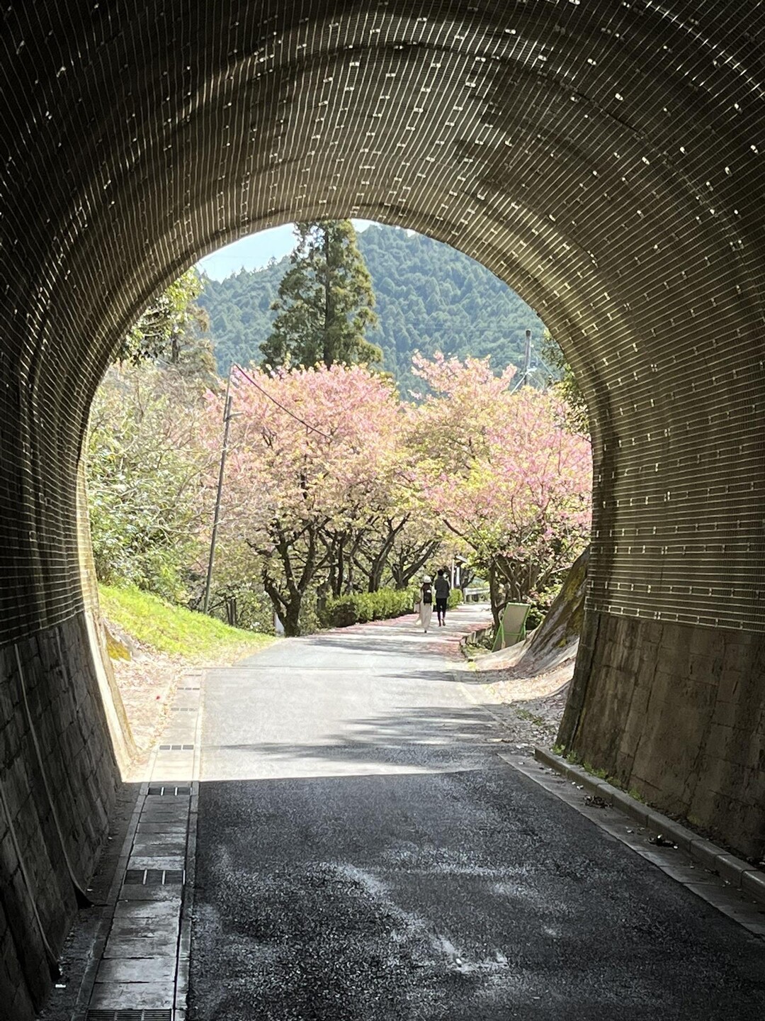 サイクリング 奥三河-2023-03-19 / fusaさんのランニングの活動日記 | YAMAP / ヤマップ