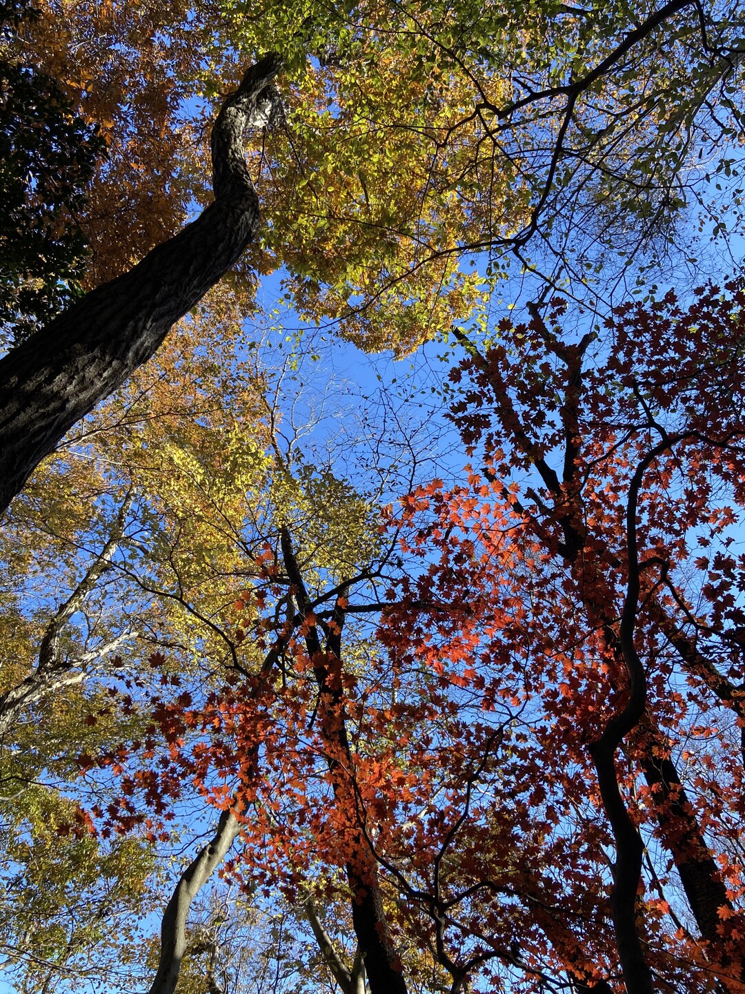 坊主山・古賀志山・御嶽山 / cocoaさんの古賀志山・赤岩山・鞍掛山・男抱山・半蔵山の活動データ | YAMAP / ヤマップ