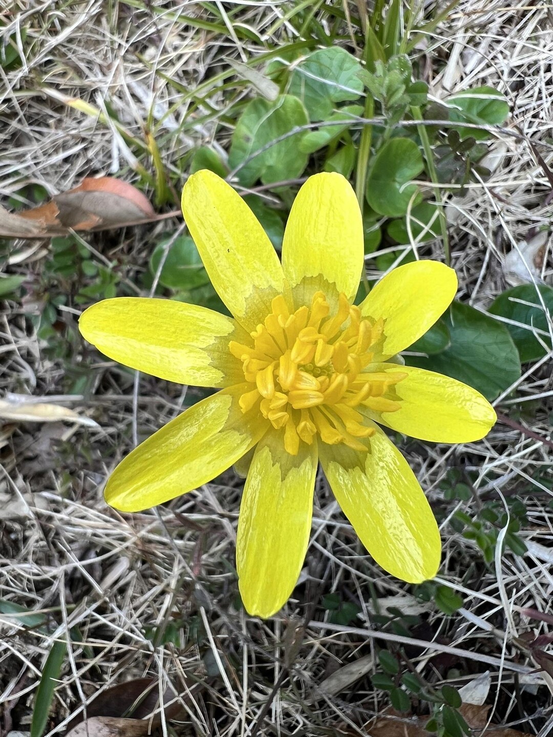 ゆる〜り飯野山 / KOZO.Mさんの飯野山（讃岐富士）の活動データ | YAMAP / ヤマップ