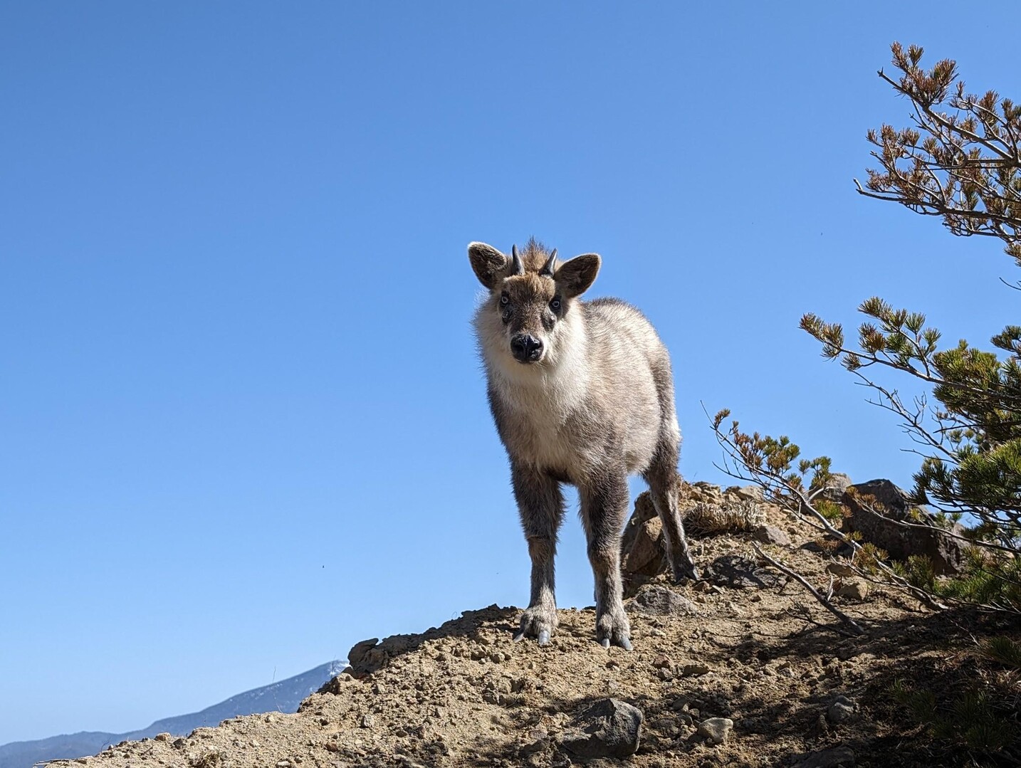 磐梯山！ヤクからのカモ？_20240428 / たかみねさんの磐梯山・雄国山・赤埴山の活動データ | YAMAP / ヤマップ