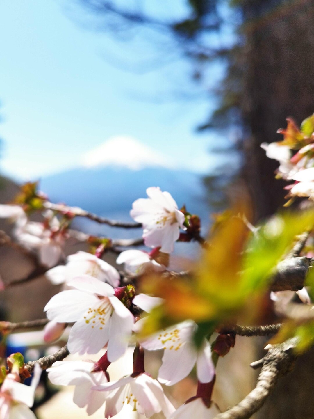 御巣鷹山・三ッ峠山（開運山）・木無山・木山・霜山・御殿・新倉山 / horitakaさんの三ッ峠山・本社ヶ丸・鶴ヶ鳥屋山の活動データ ...