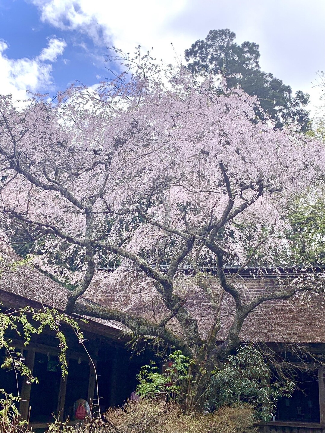 一目千本の桜を見に吉野山登山 / nyaomaskさんの吉野山・青根ヶ峰・百貝岳の活動日記 | YAMAP / ヤマップ