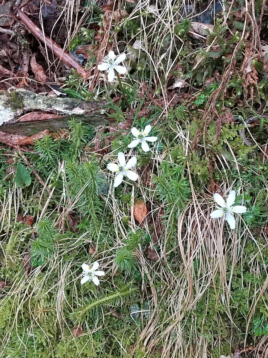 工石山-2024-04-08 / srimatiさんの工石山の活動データ | YAMAP / ヤマップ