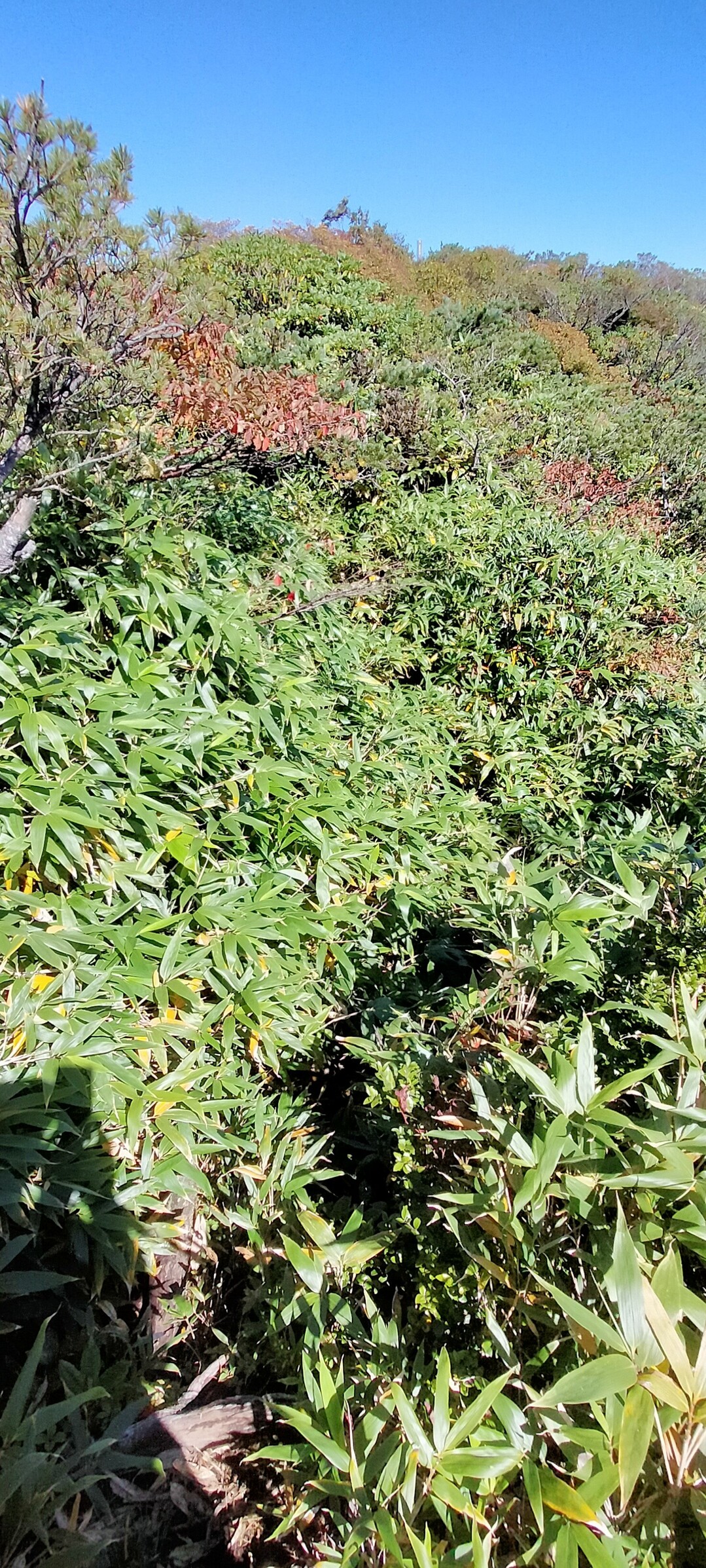 こばいちさんの投稿したフィールドメモ | YAMAP / ヤマップ