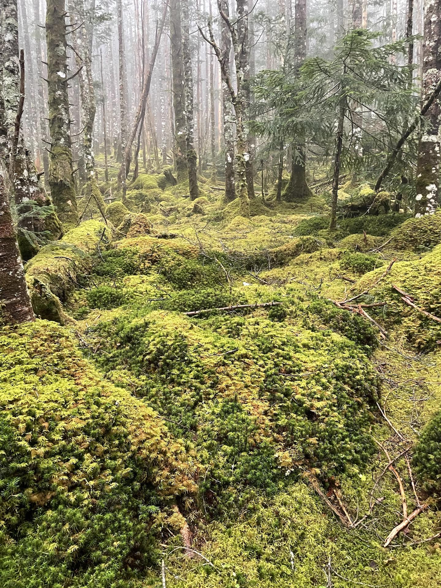 苔のむす八ヶ岳 / yoheiさんの八ヶ岳（赤岳・硫黄岳・天狗岳）の活動データ | YAMAP / ヤマップ