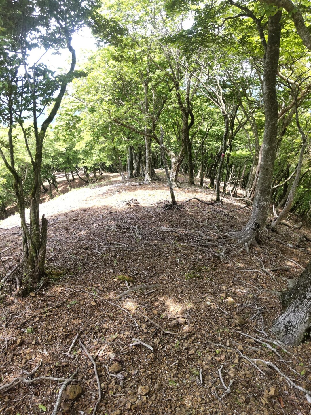 ノタノ坂から藤原岳【YAMAP100座にリーチ】 / Mt.OKA🎃さんの藤原岳・御池岳の活動日記 | YAMAP / ヤマップ