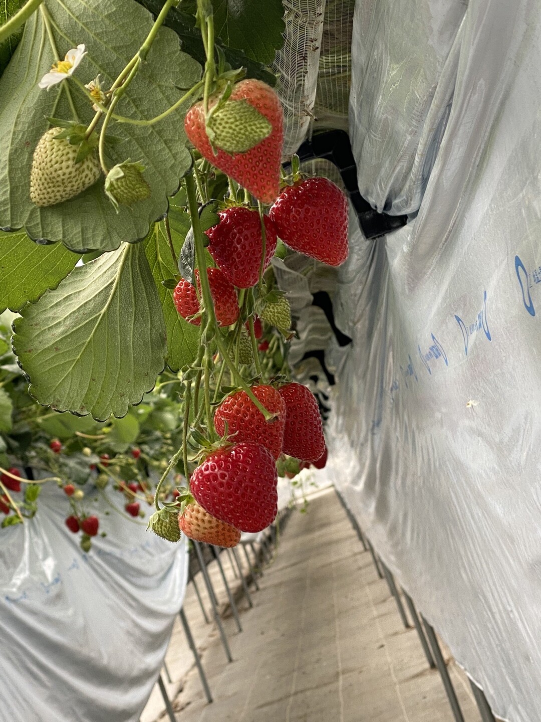 ぐるめっぷ😋😋 🍓狩り 3種類の... / yuさんのモーメント | YAMAP / ヤマップ