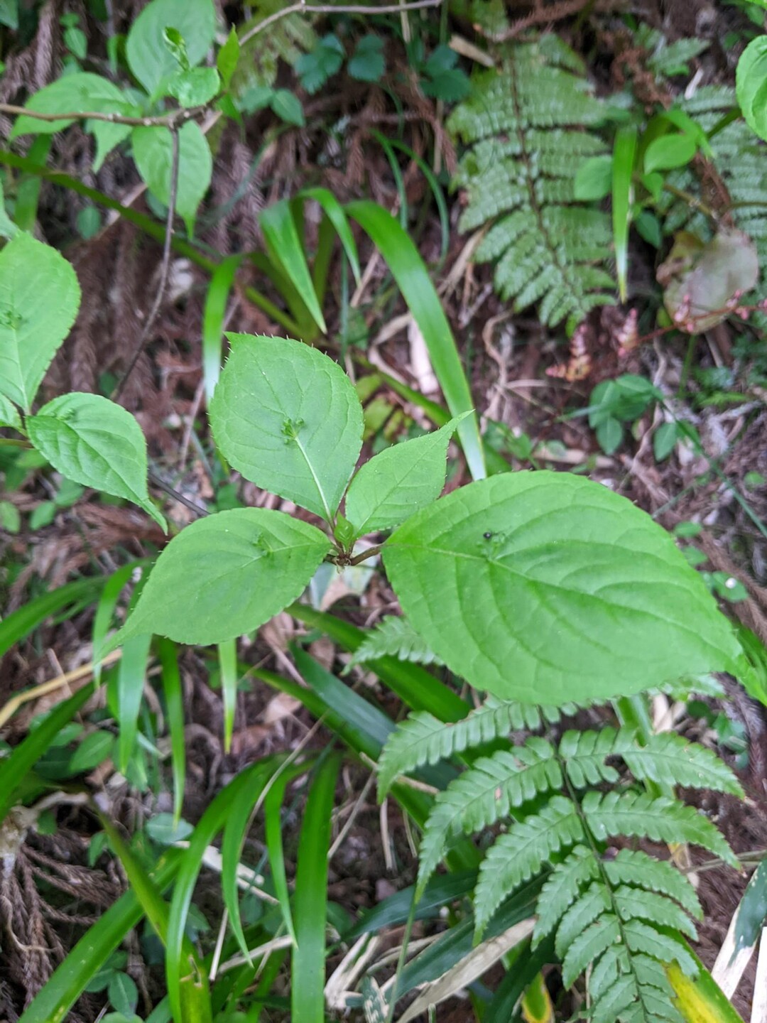 香嵐渓の自然観察② ハナイカダ、ナベワリ... / K.koichiさんのモーメント | YAMAP / ヤマップ