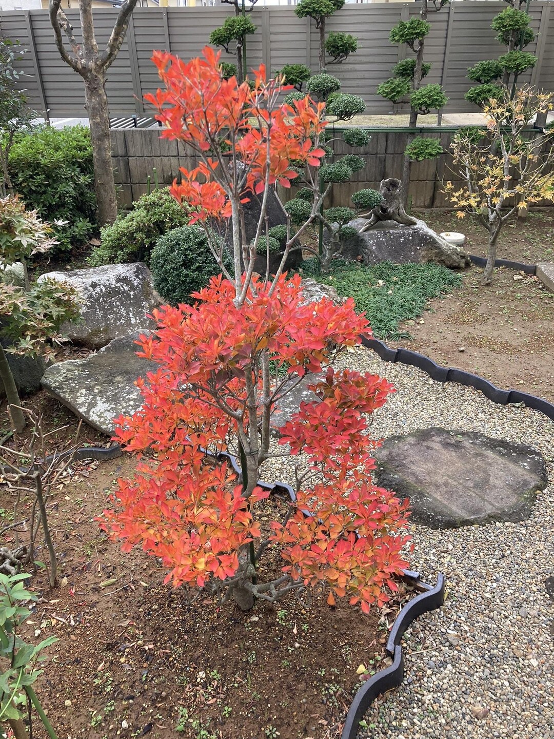 山の紅葉🍁は見頃を終えたところが多くな... / わぎっちょRさんのモーメント | YAMAP / ヤマップ