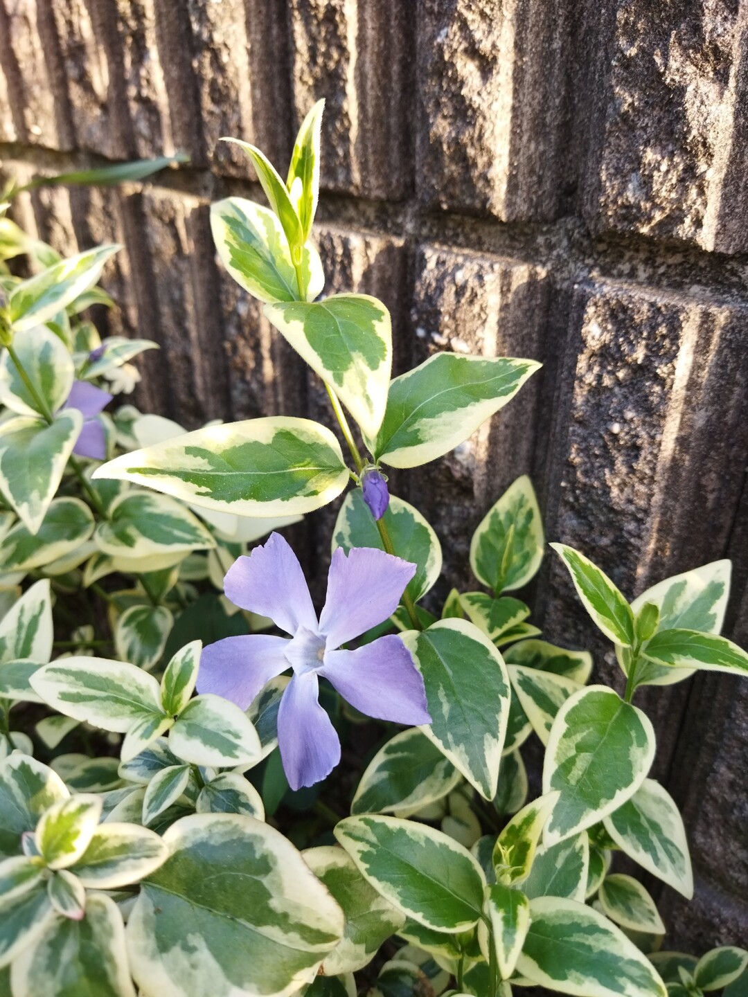 お山にはなかなかいけず😣 とりあえず庭... / おだや〜p(^-^)qさんのモーメント | YAMAP / ヤマップ