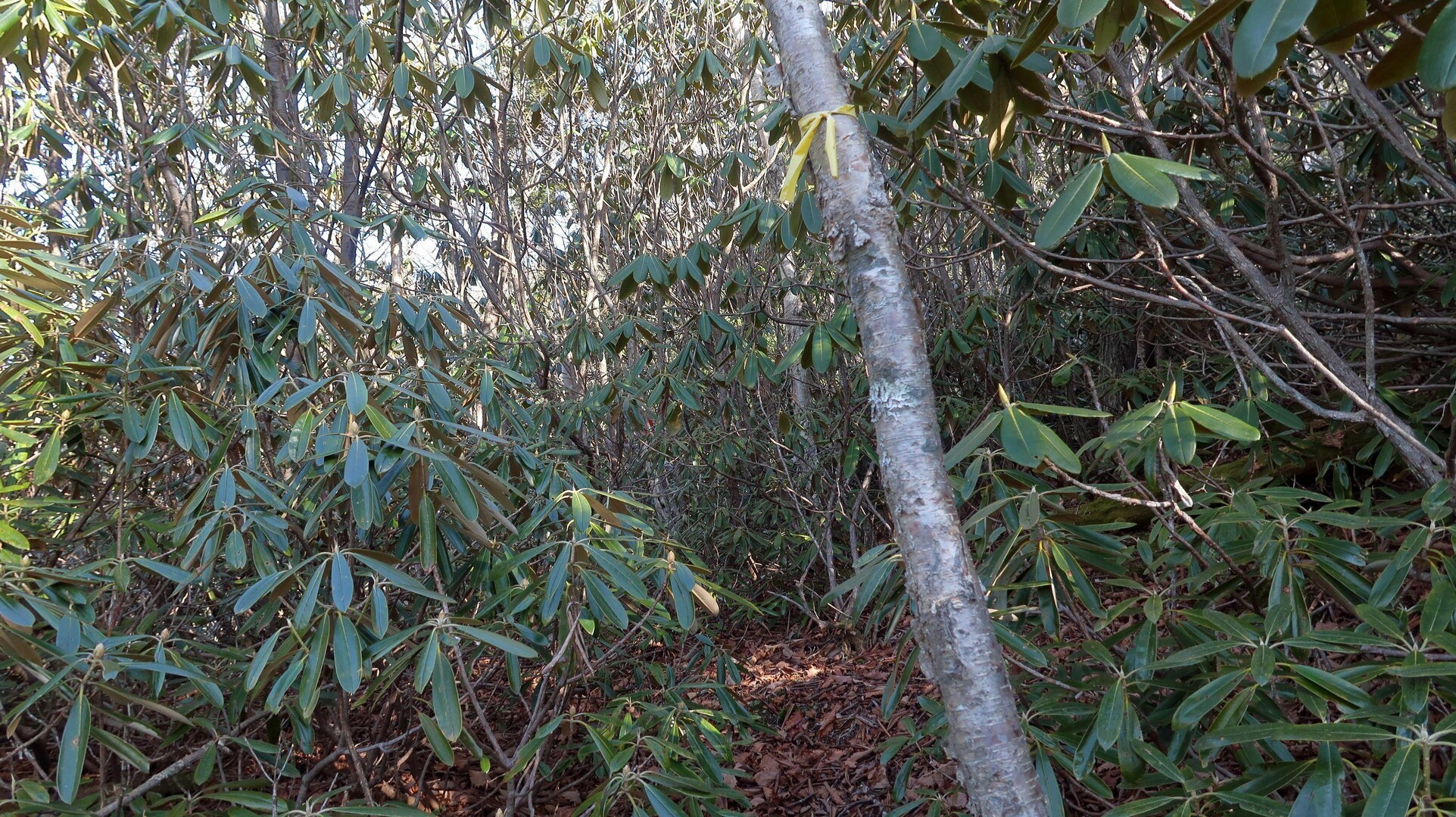 taiidanaさんの投稿したフィールドメモ | YAMAP / ヤマップ