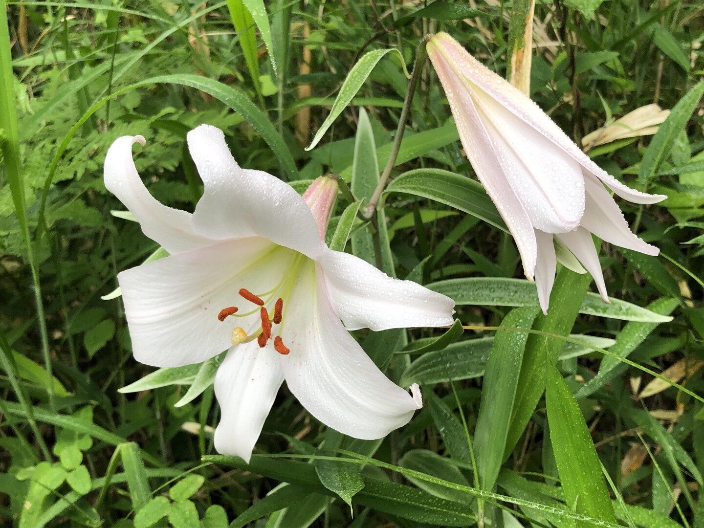 日暮ヶ岳 / neroliさんの日暮ヶ岳の活動日記 | YAMAP / ヤマップ