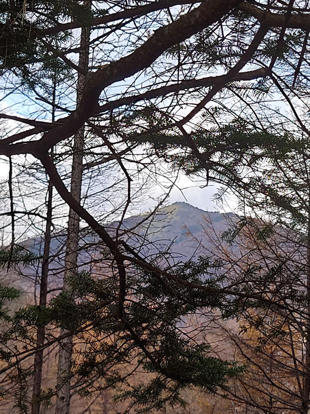 横岳・大川入山 / 穂高さんの大川入山・横岳の活動データ | YAMAP / ヤマップ