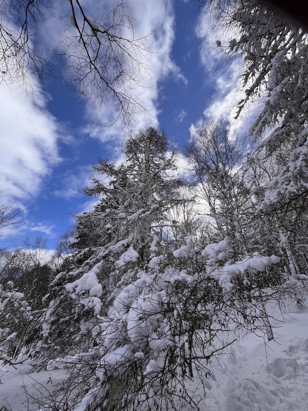 入笠山 / marukoさんの入笠山の活動データ | YAMAP / ヤマップ
