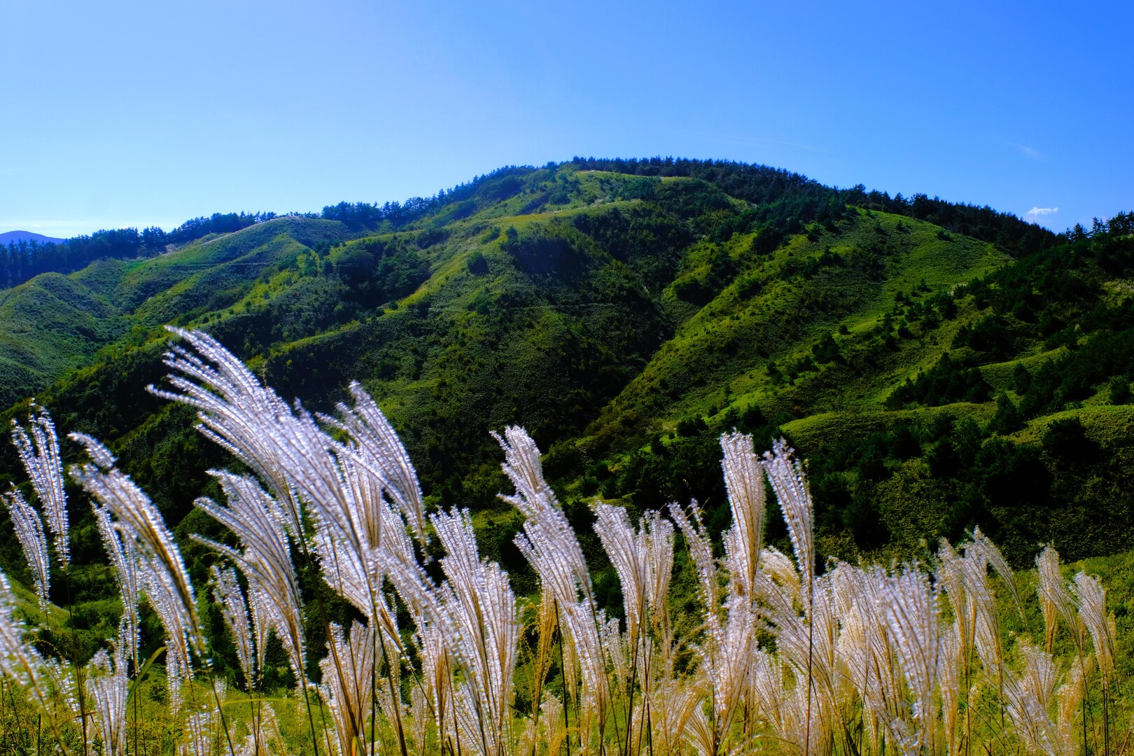 雲月山（911m）．．．中国100名山 / giant-okadaさんの雲月山・大潰山・大佐山の活動データ | YAMAP / ヤマップ