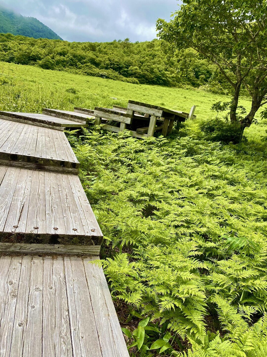 象山(笹ヶ峰) / na_miさんの烏ヶ山・象山（笹ヶ峰）の活動データ | YAMAP / ヤマップ