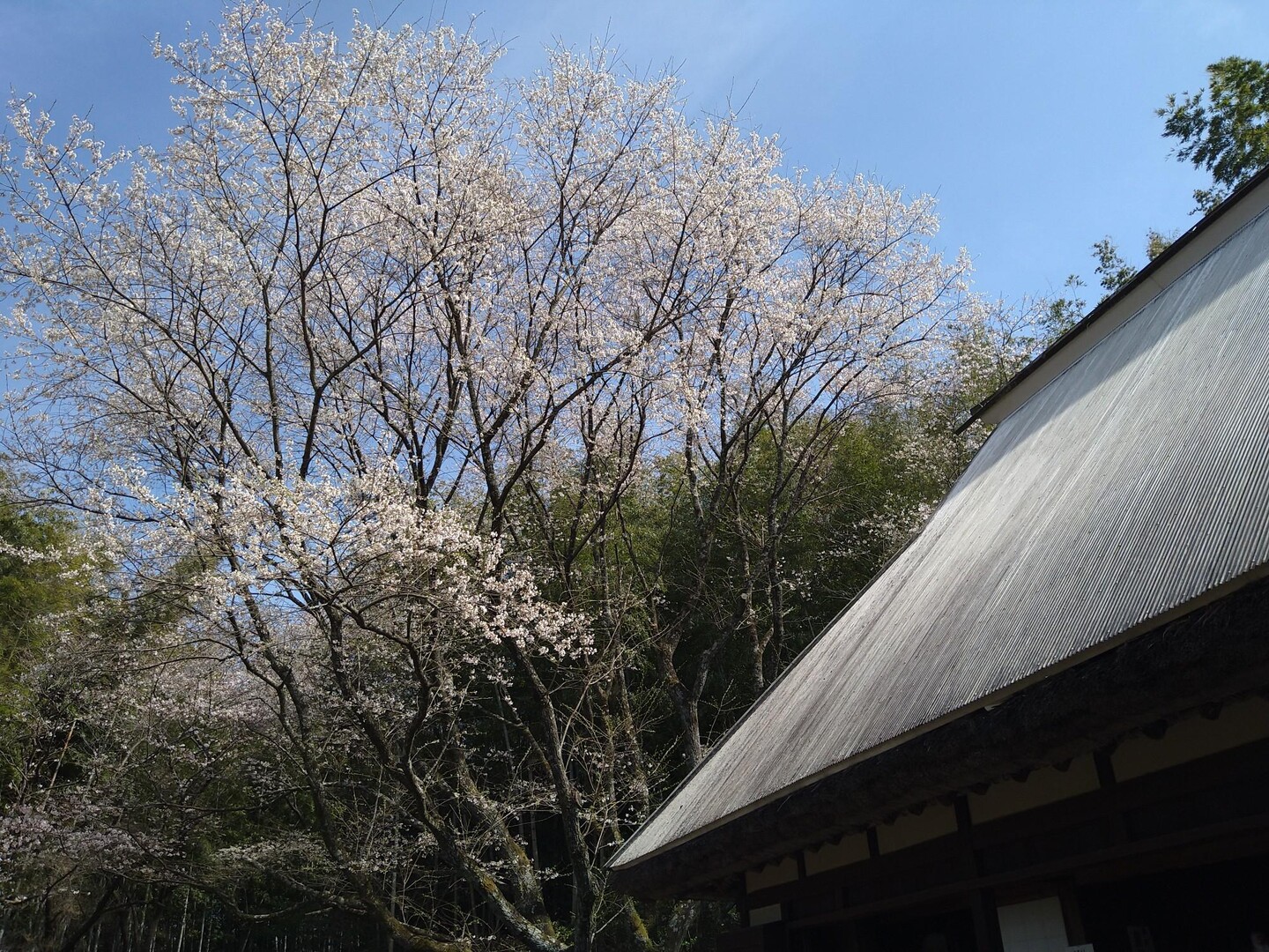 4月から少し忙しくなりそう。今日はのんび... / lightさんのモーメント | YAMAP / ヤマップ