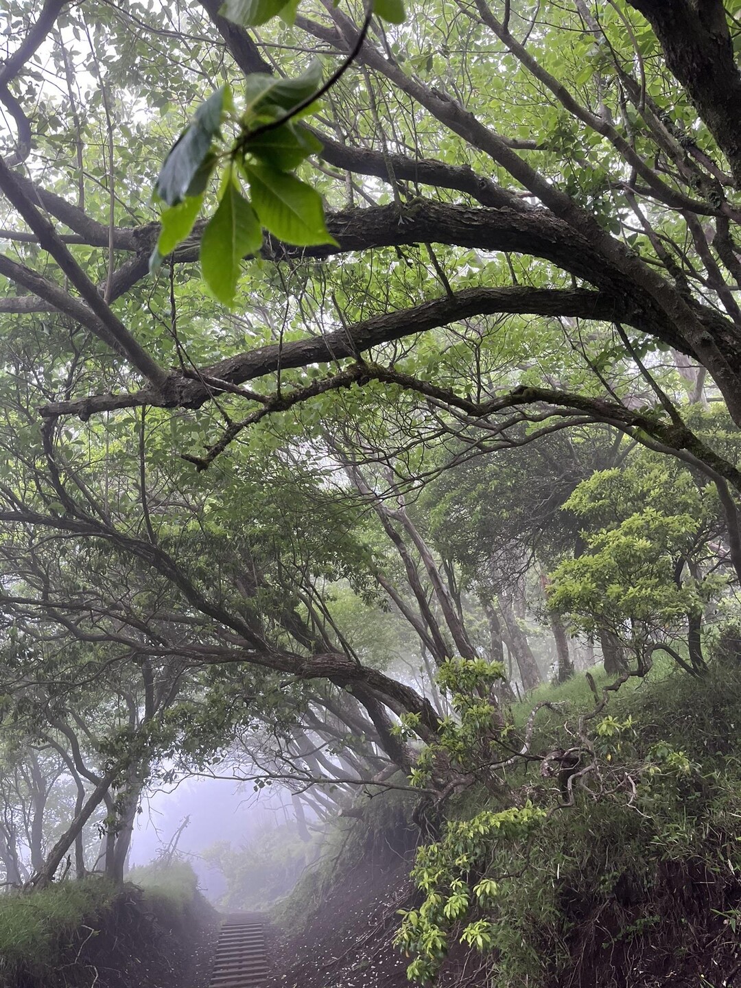 大山 - ヤビツ峠 / kikuさんの大山の活動データ | YAMAP / ヤマップ