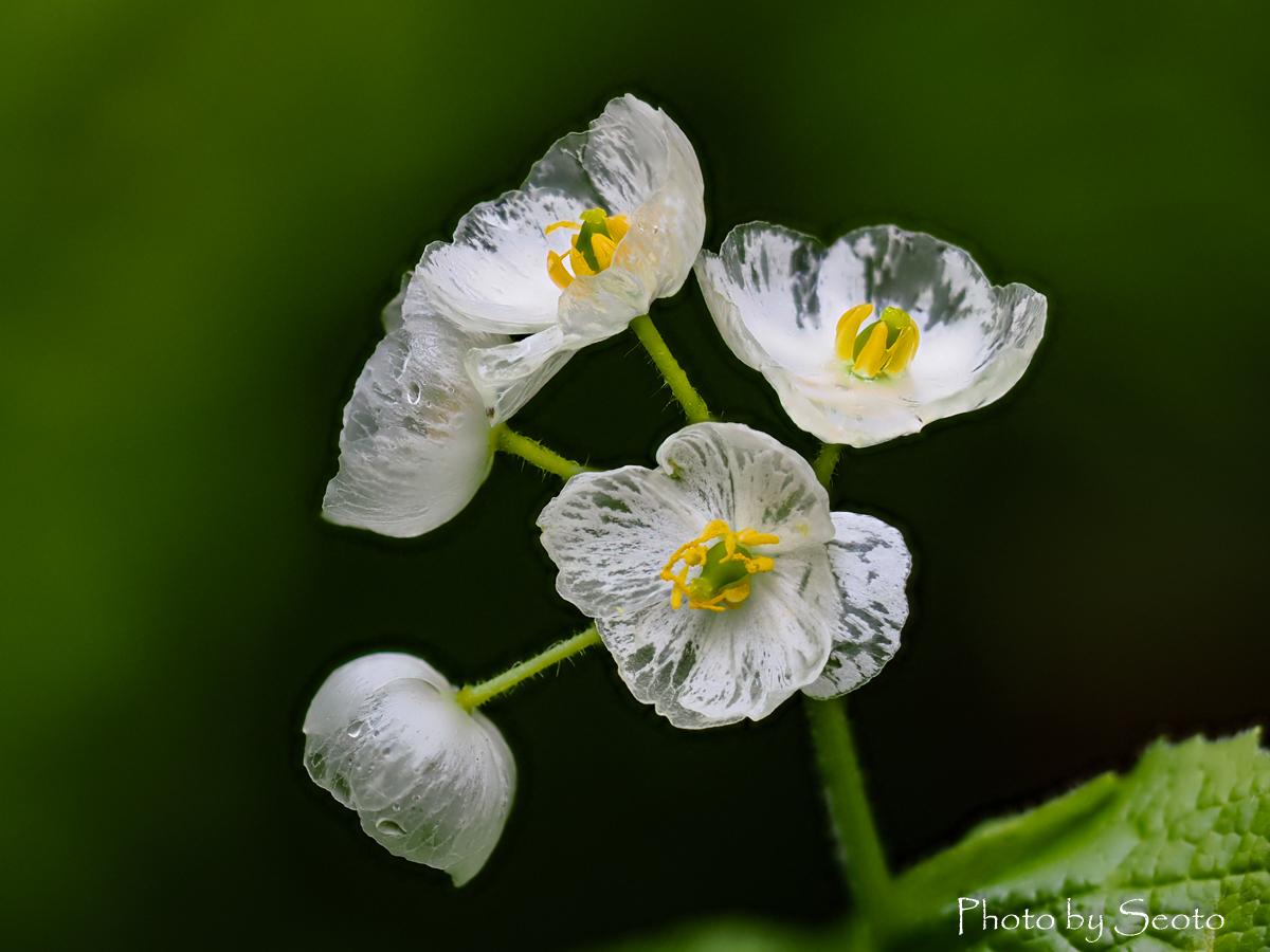 the 2nd プチ透けサンカヨウ / せおとさんの二王子岳の活動データ | YAMAP / ヤマップ