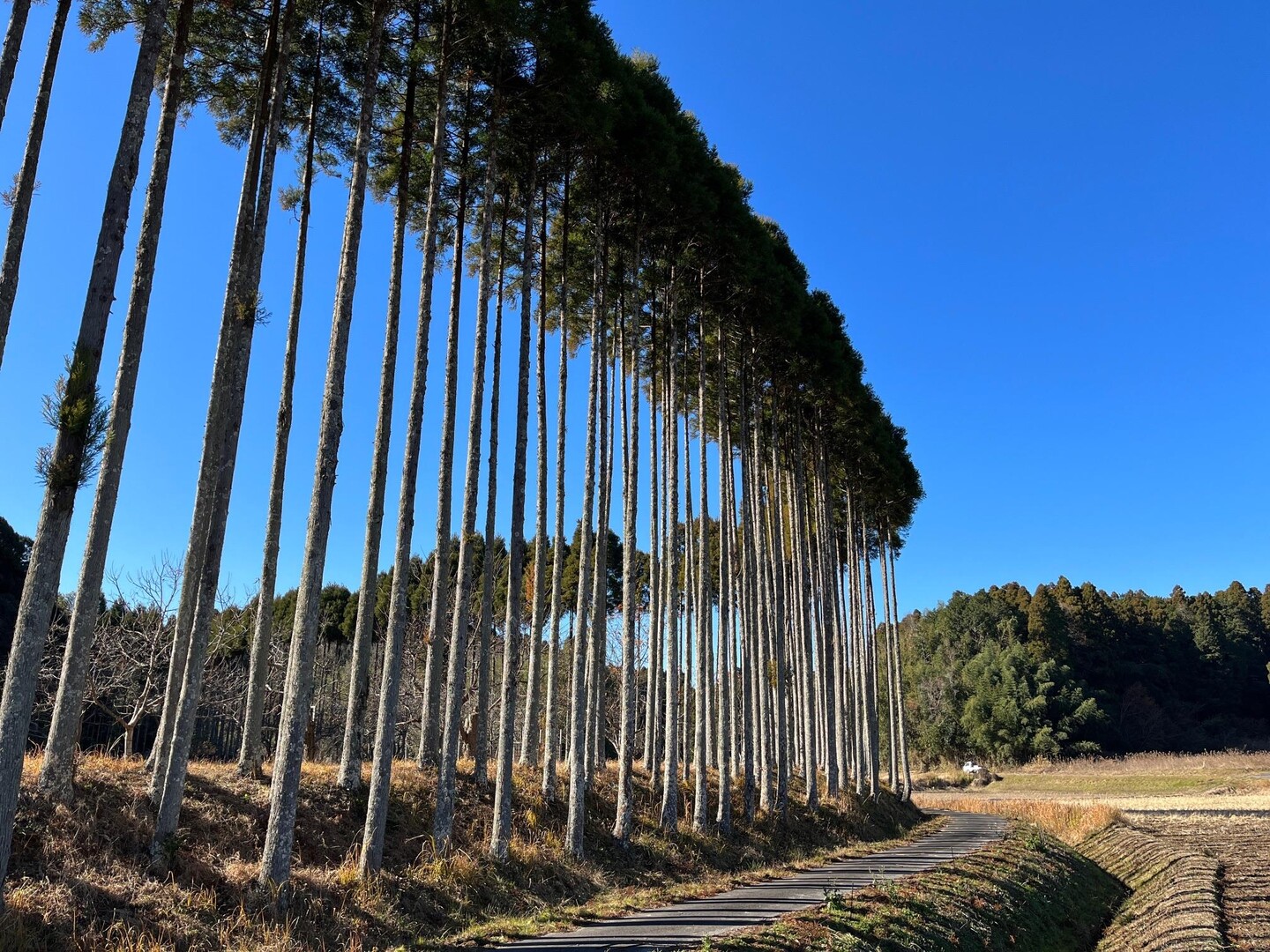 大網ウォーキング / おのきょうPHさんの大網白里市の活動データ | YAMAP / ヤマップ