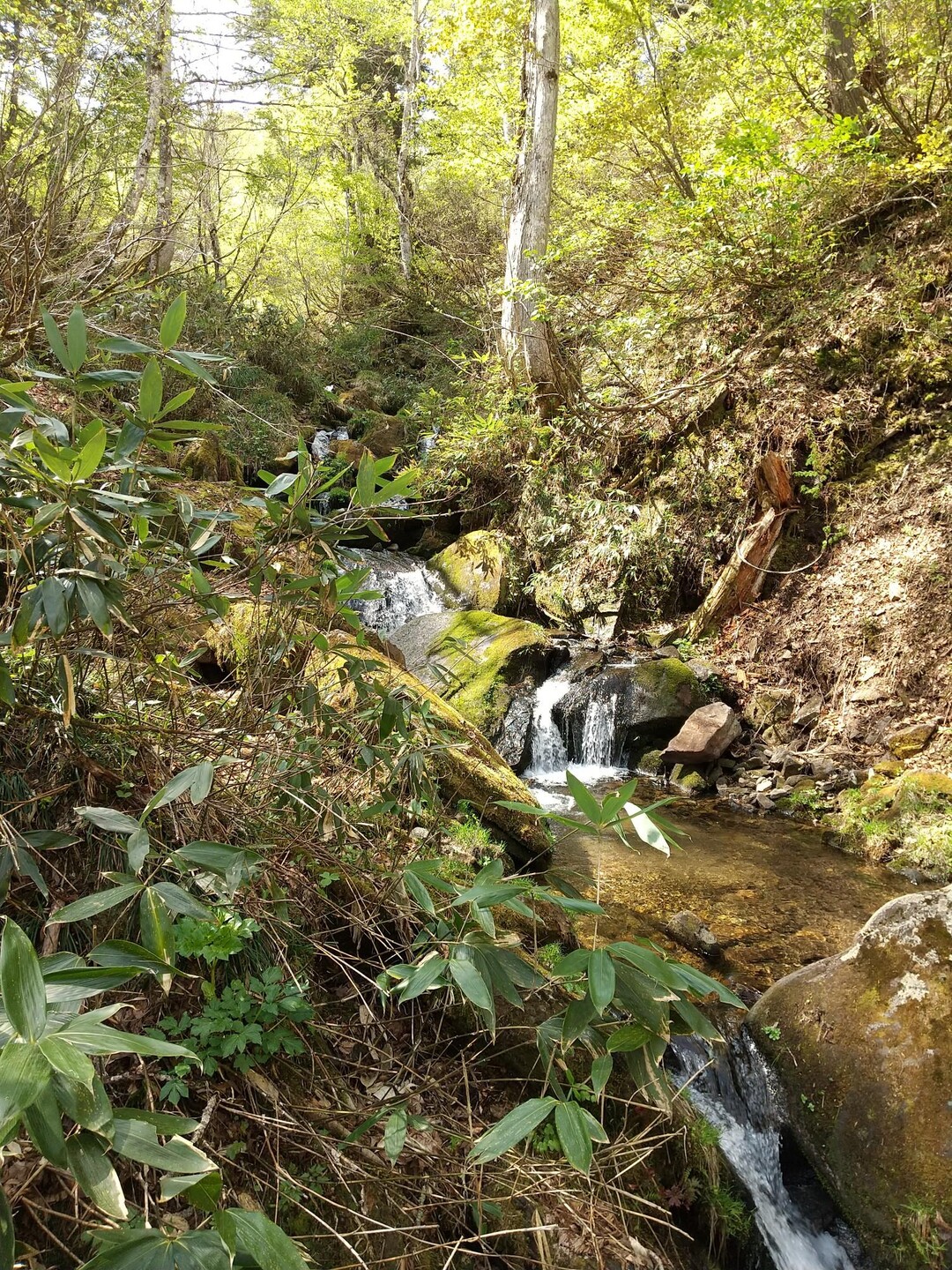 Guestさんの投稿したフィールドメモ | YAMAP / ヤマップ