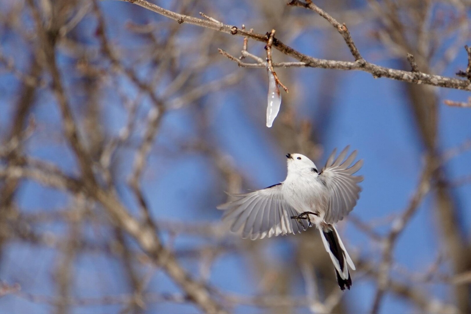 シマエナガつららを舐める ️🥰 ホバ... / yosi＆ryoさんのモーメント | YAMAP / ヤマップ
