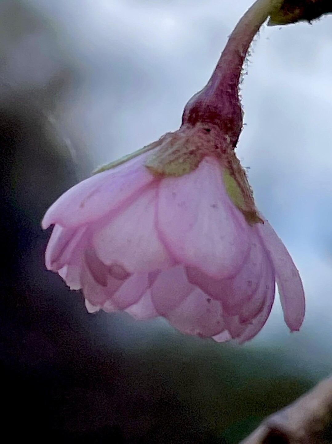 十月桜を愛でに🌸 / sayoさんの中山道（芦田宿・長久保宿・和田宿）の活動データ | YAMAP / ヤマップ