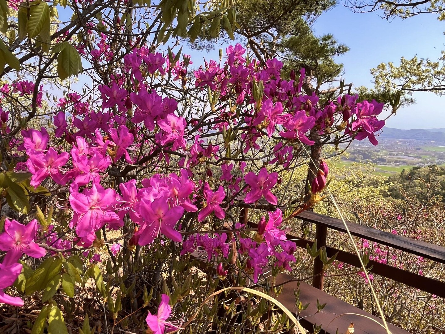 【春トレ🌸】大小山・妙義山・西場富士⛰ / A1さんの大小山（妙義山）・西場富士の活動データ | YAMAP / ヤマップ