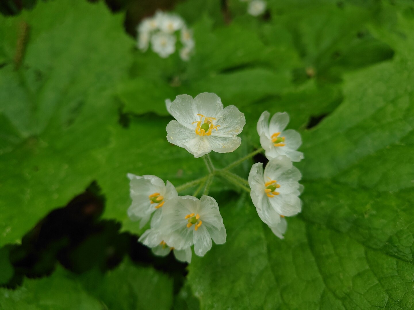 安比高原～安比岳～源太森～八幡平ドラゴンアイ / ユウキさんの岩手山・八幡平・安比高原 50km トレイルの活動データ | YAMAP / ヤマップ